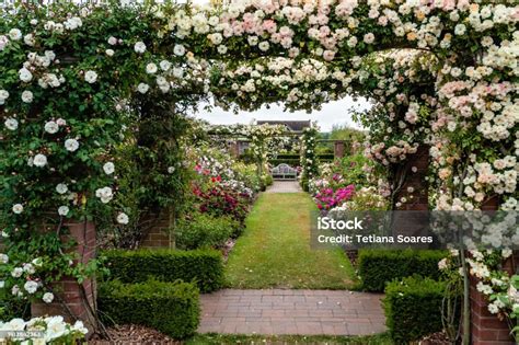 영국 데이비드 오스틴 장미 정원에서 흰색과 화려한 등반 피는 영국 장미가있는 아름다운 아치 정원에 대한 스톡 사진 및 기타 이미지 정원 영국 풍격식 정원 장미