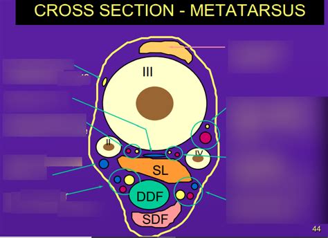 Diagram Of Metatarsus Transverse Section Quizlet