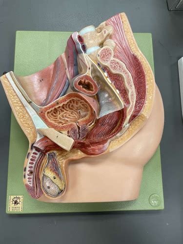 Lab Practical 3 Flashcards Quizlet