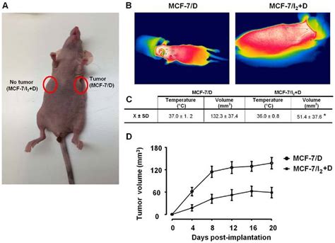 Xenograft Generation And Thermograph Analysis Of Tumoral Mass Female