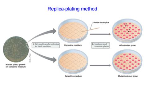 Chapter 9 Genetics Of Bacteria And Archaea Flashcards Quizlet