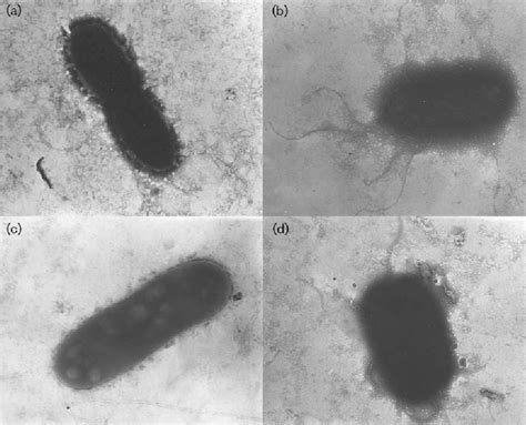 Massilia Sp Dfw Ae7 7b Semantic Scholar