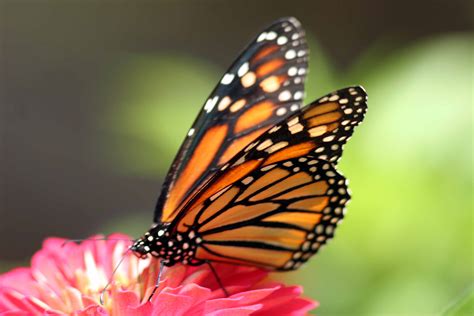 Free Butterfly Download Free Butterfly Png Images Free Cliparts On