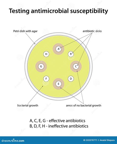 Testing Antimicrobial Susceptibility Disk Diffusion Test Stock Vector Illustration Of