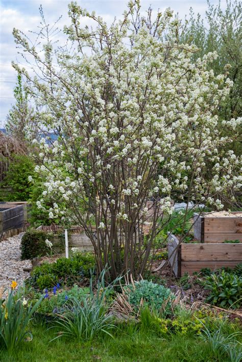 BEST SMALL TREES FOR ALBERTA YARDS Edmonton Arborist