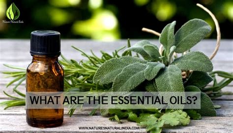 Natures Natural India Blogs List Of 7 Best Essential Oil Brands In
