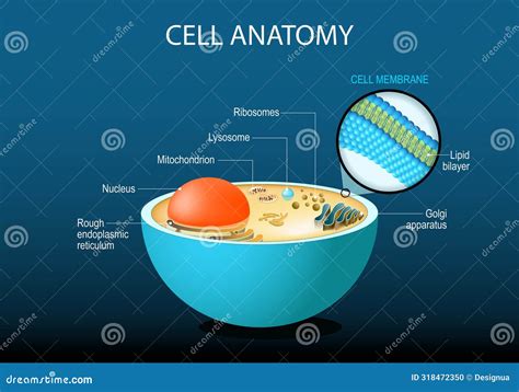 Cell Anatomy Cell Structure And Organelles Vector Illustration