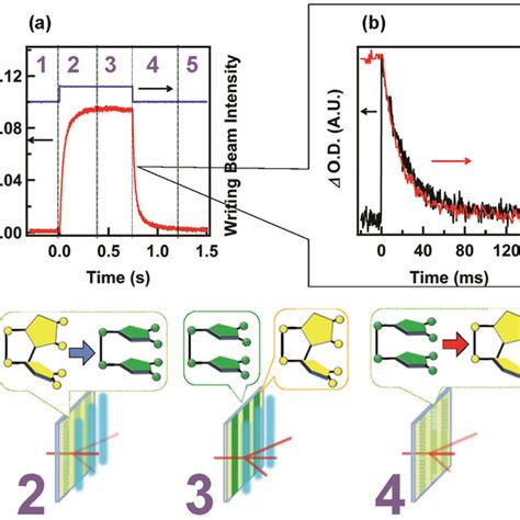 Real Time Diffraction Efficiency Profiles For The First Order Download Scientific Diagram