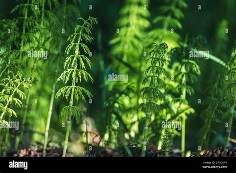 Wild Equisetum Plant Grow In A Forest On A Sunny Day This Is The Only