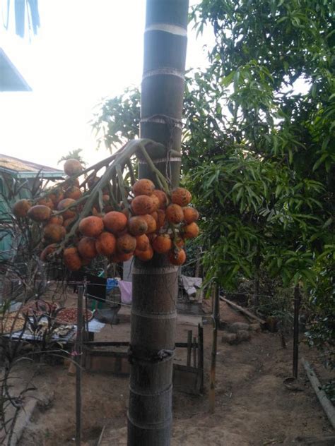 ကရင်ပြည်နယ် ဘောဂလိမြို့တွင် ယခုနှစ်ကွမ်းသီးများ ဈေးကောင်းရရှိ၍ ဥယျာဉ်ခ