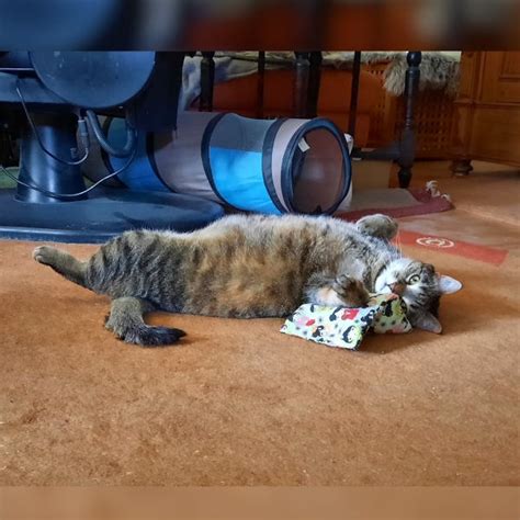 Katze1513 Ruby Und Sofia7 Katzenschutz Bonn Rhein Sieg Ev