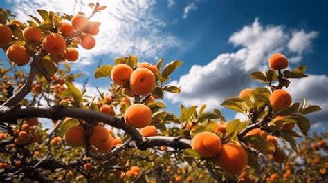 푸른 하늘과 구름이 있는 녹색 감귤류 과일이 있는 살구 나무 6월 살구나무와 하늘 고화질 사진 사진 음식 배경 일러스트 및 사진 무료 다운로드 Pngtree