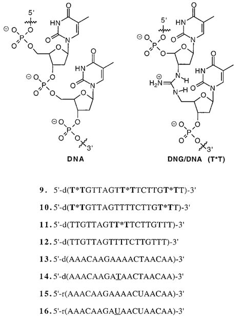 Structure Of Internucleoside Phosphodiester Dna And Guanidium Linkage Download Scientific