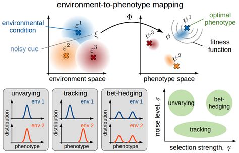 Internal Representation Of The Environment Bingkan Xue