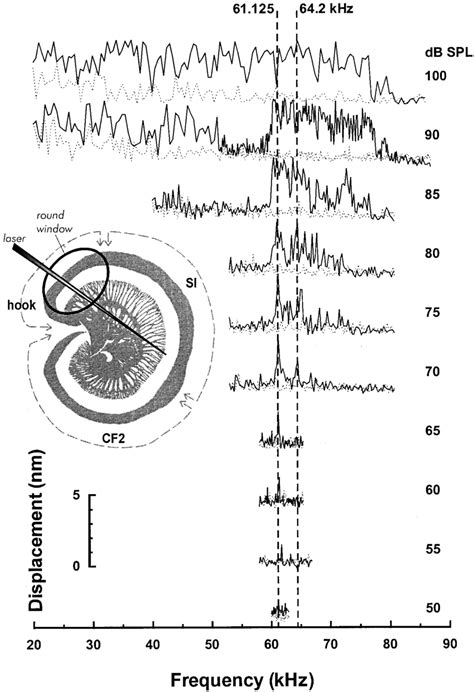Basilar Membrane Displacement As A Function Of Stimulus Tone Frequency Download Scientific