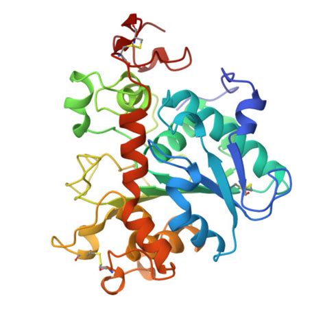 Lipase Enzyme Structure