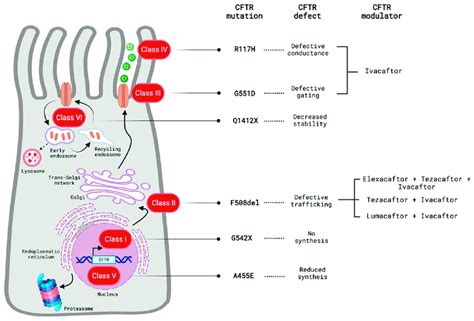 Classification And Effects Of Cftr Mutations And Approved Cftr
