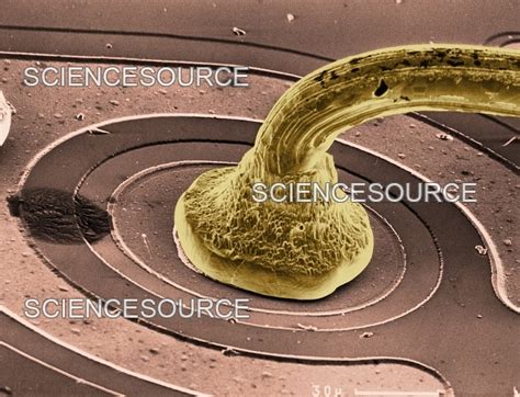 Transistor Under A Microscope Sem Stock Image Science Source Images