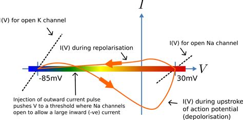 A Model Of The Nerve Action Potential Introducing Cellml Imports — Opencor Tutorial 0180