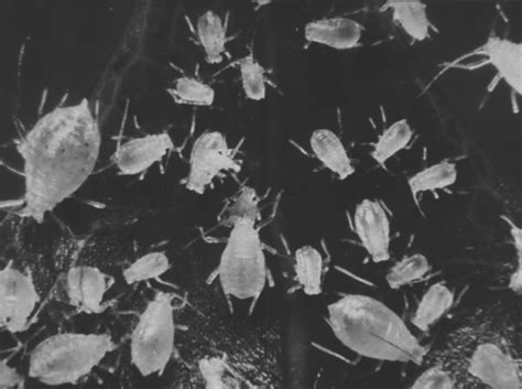 Aphid Control