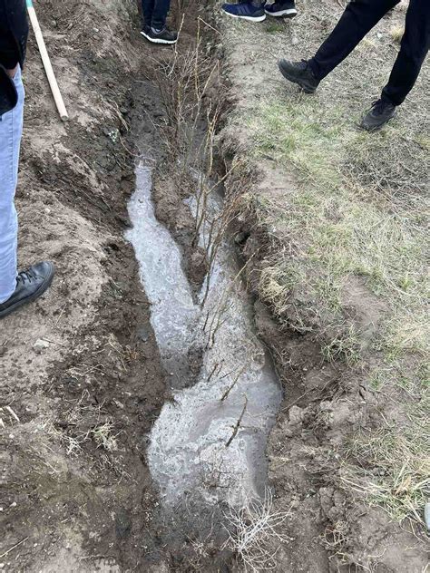 “Тэрбум мод” үндэсний хөдөлгөөнд нэгдэж мод тарьлаа Нийслэлийн агаар орчны бохирдолтой тэмцэх