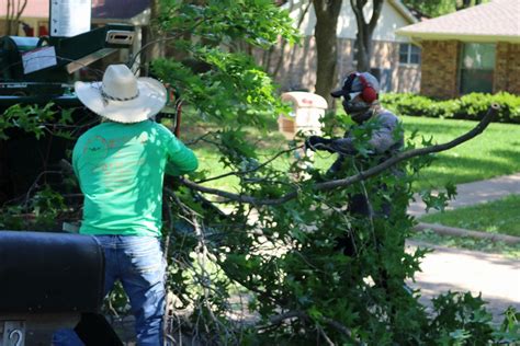 Dallas Tree Services Arborist In Dallas FREE ESTIMATES