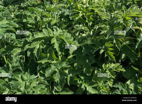 Leaves Foliage Of Hogweed Cow Parsnip Heracleum Sphondylium A Common Urban And Rural Weed