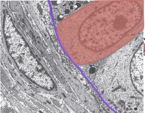 Lecture 2 The Cell Flashcards Quizlet Lecture 2 The Cell Flashcards Quizlet