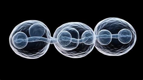 Intricate Visualization Of Cellular Division Process In Biology Stock Illustration