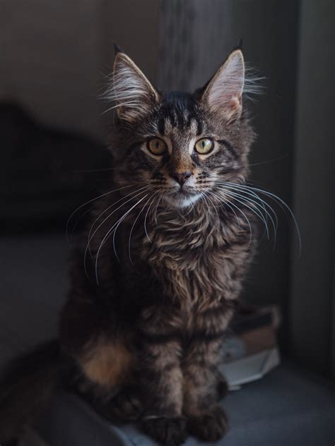 European Maine Coon Vs American Maine Coon 5 Key Differences Of These Lovable Cats
