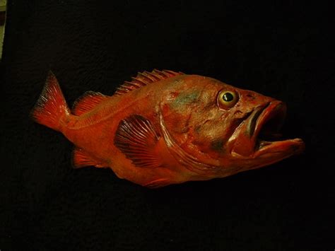 Bilz Rock Fish William Van Orden Heriot Bay BC