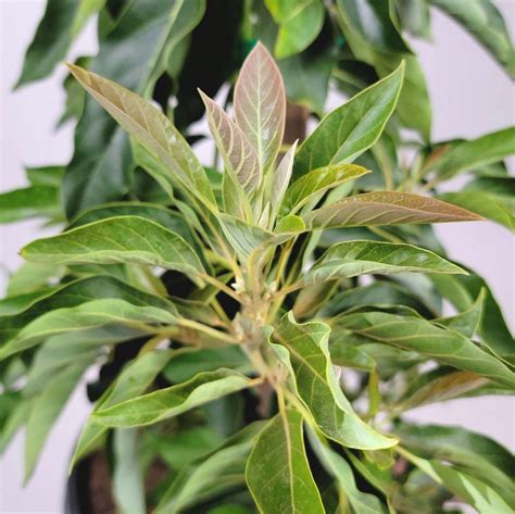 Little Cado Avocado Tree For Sale Plants Express