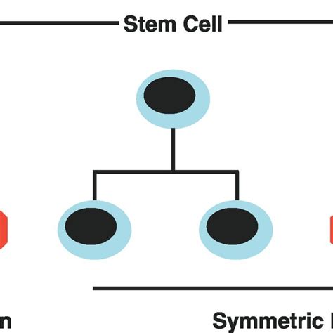 Pdf A Symmetric Stem Cell Replication And Cancer