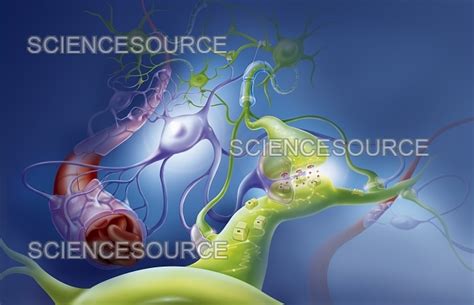 Astrocyte Illustration Stock Image Science Source Images