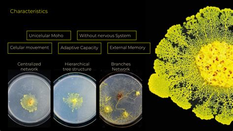 Slime Molds Simulation Iaac Blog