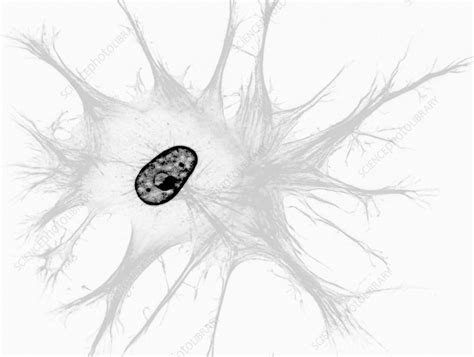 Fibroblast Fluorescent Micrograph Stock Image C053 5499 Science Photo Library