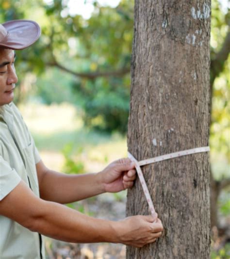 Tree Risk Assessment Service In Atlanta Tree Services Atlanta