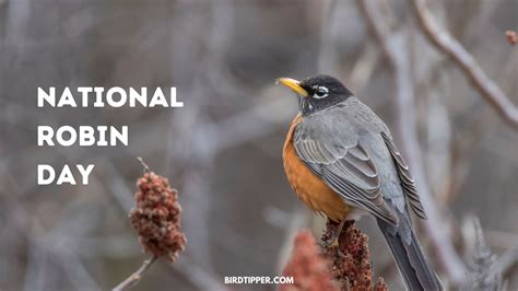 National Robin Day