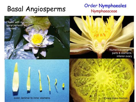 Ppt The “ Basal ” Angiosperms Paraphyletic Assemblage Not A
