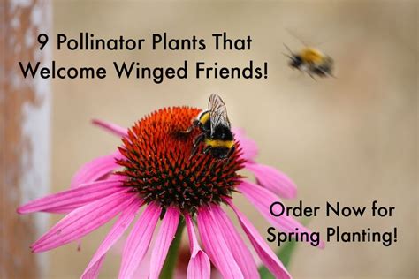 9 Best Pollinator Plants That Attract Insects Butterflies