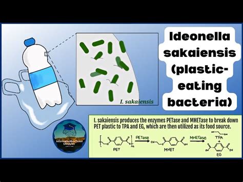 Ideonella Sakaiensis Plastic Eating Bacteria Such As Ideonella