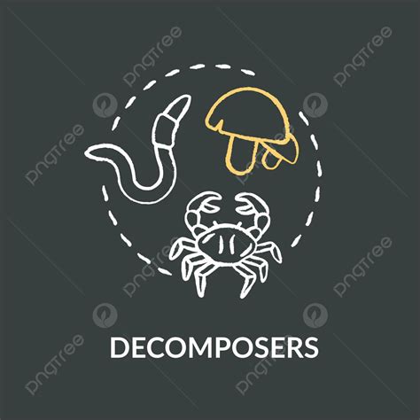 Decomposer Biology