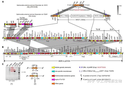 【微生物数据个性化分析及挖掘系列】基因组结构变异分析 知乎