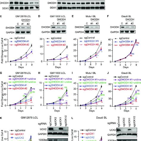 Upregulation Of De Novo Ctp Synthesis Enzymes Ctps1 And Ctps2 In Download Scientific Diagram