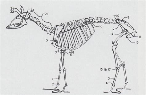 Deer Skeletal Structure At Jett Tishler Blog