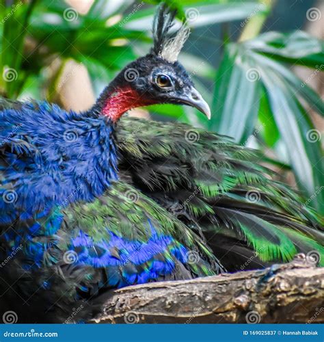 Congo Peafowl Peacock African Peafowl Stock Image Image Of County