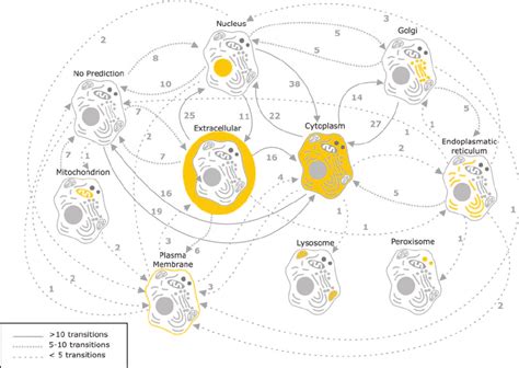Examples Of Disruptive Effects Caused By Allelic Variation From The 31 Download Scientific