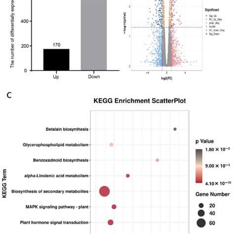 Analysis Of Differentially Expressed Genes In Maize Leaves Induced By