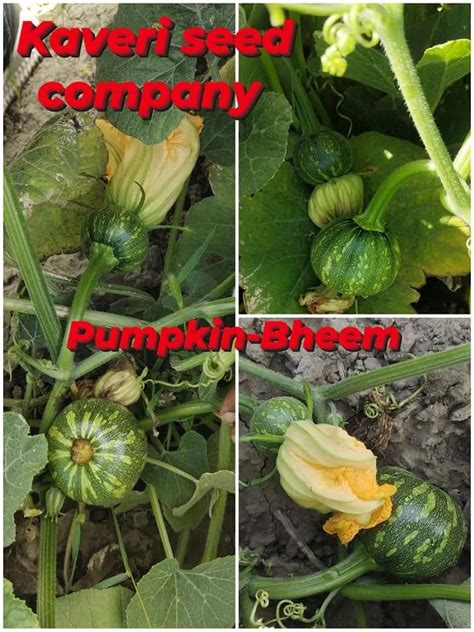 Sanjeev Kumar Thakur On Linkedin Crop Variety Kaveri