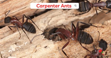 What Attracts Carpenter Ants 10 Surprising Ways Youre Inviting